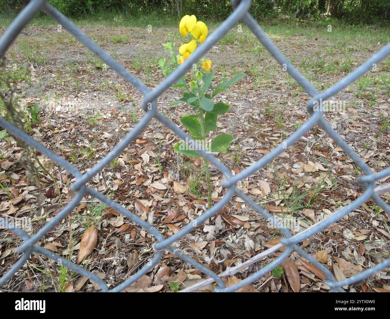 Showy Rattlebox (Crotalaria spectabilis Stock Photo - Alamy