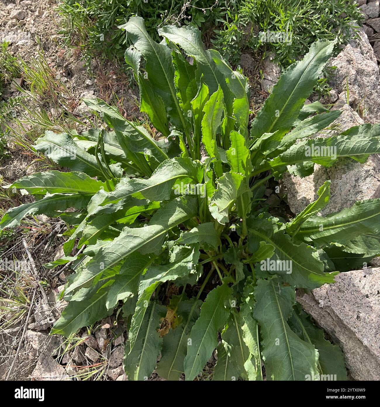 curled dock (Rumex crispus Stock Photo - Alamy