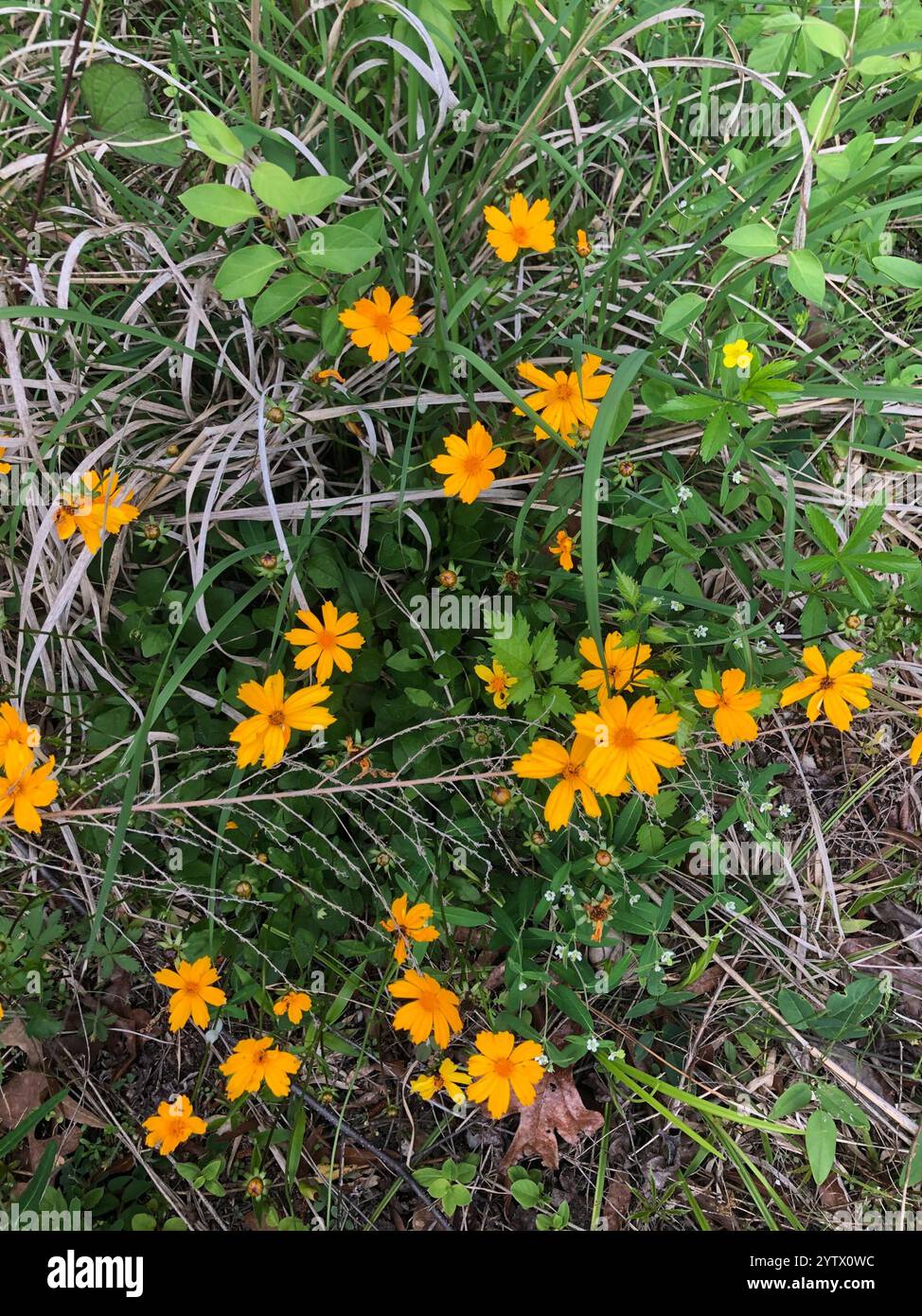 lobed coreopsis (Coreopsis auriculata Stock Photo - Alamy