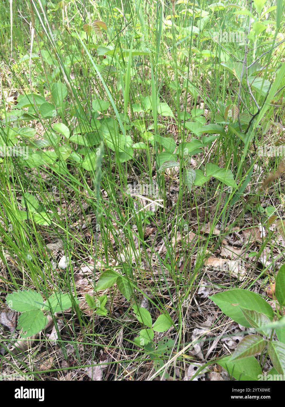 dry land sedge (Carex siccata Stock Photo - Alamy