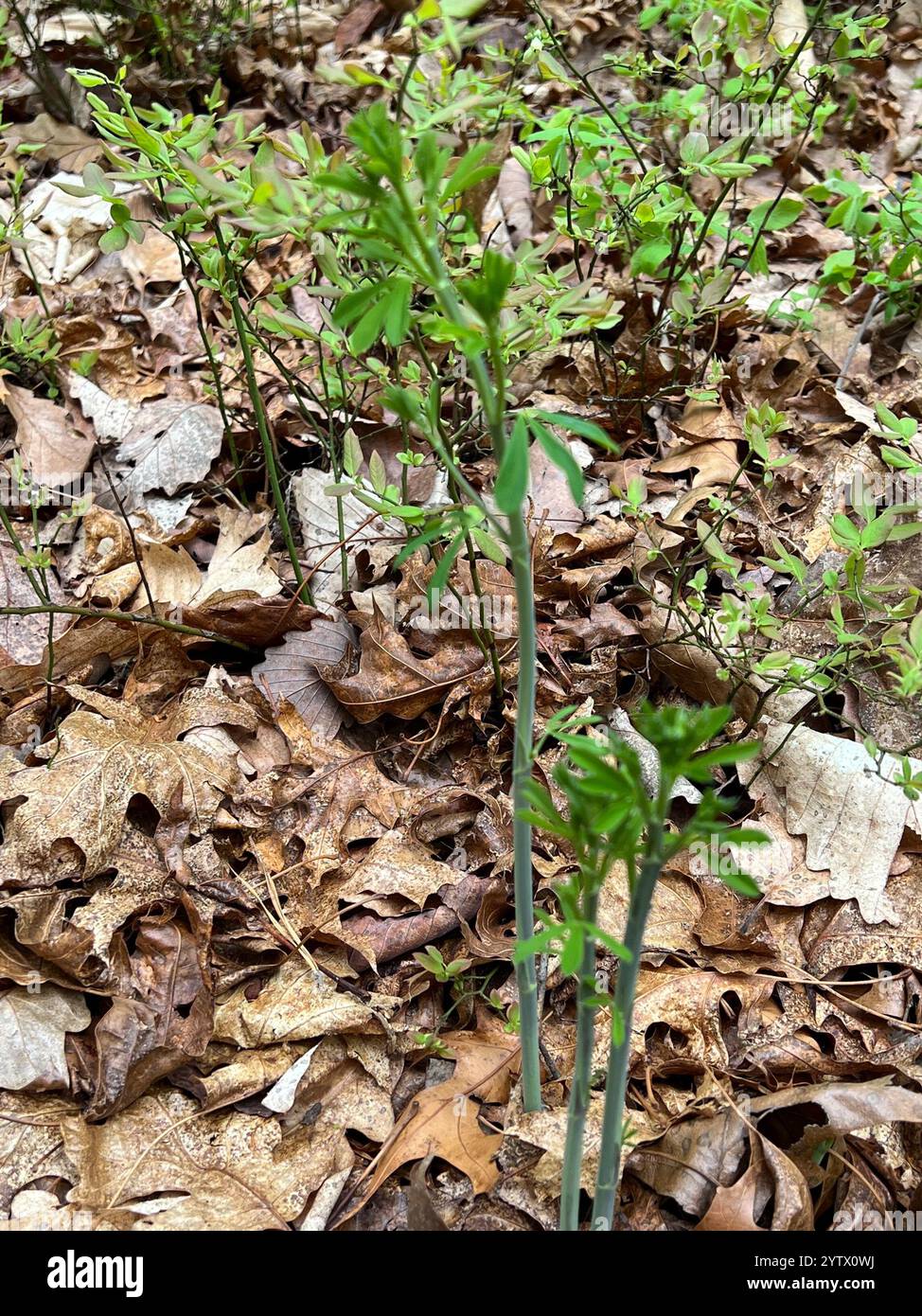 blue cohosh (Caulophyllum thalictroides Stock Photo - Alamy