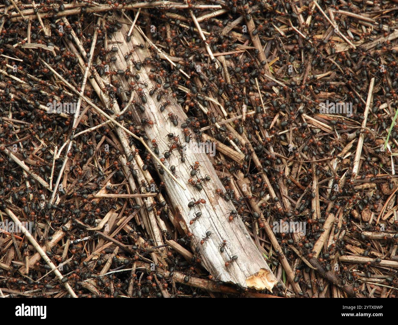 Western Thatching Ant (Formica obscuripes Stock Photo - Alamy