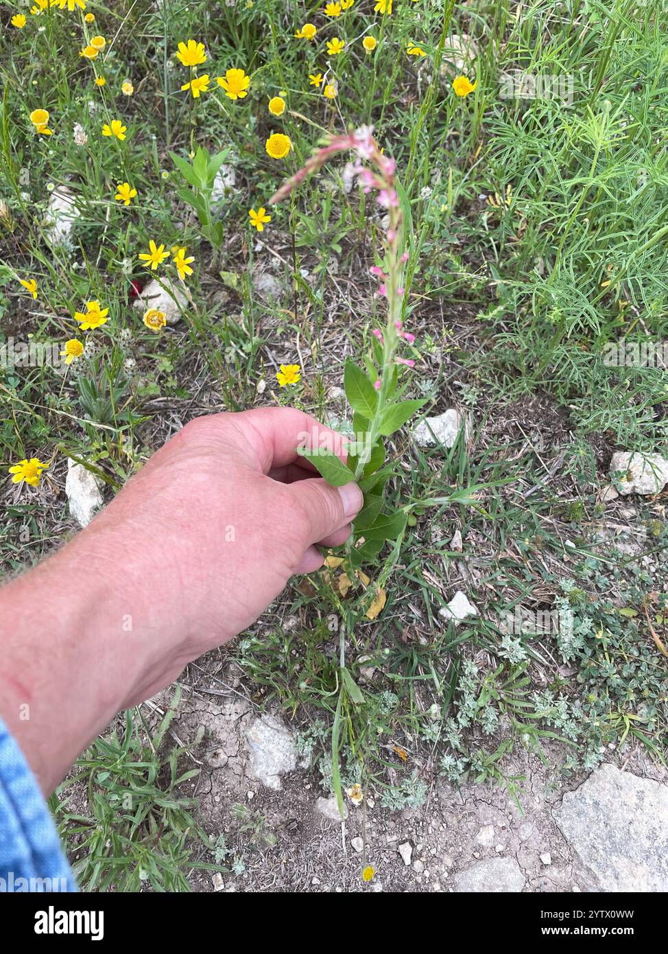 velvetweed (Oenothera curtiflora Stock Photo - Alamy