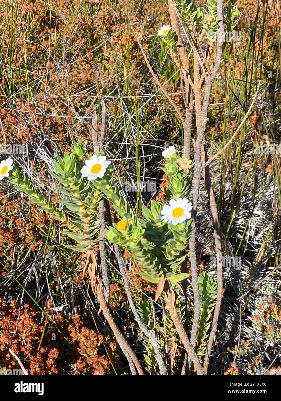 Swamp Daisy (Osmitopsis asteriscoides Stock Photo - Alamy