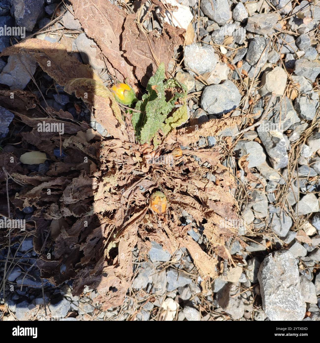 Mediterranean mandrake (Mandragora officinarum Stock Photo - Alamy