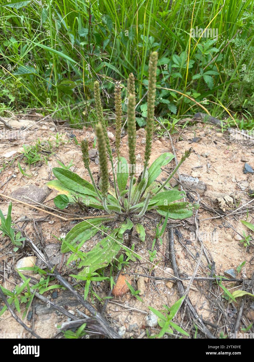 dwarf plantain (Plantago virginica Stock Photo - Alamy