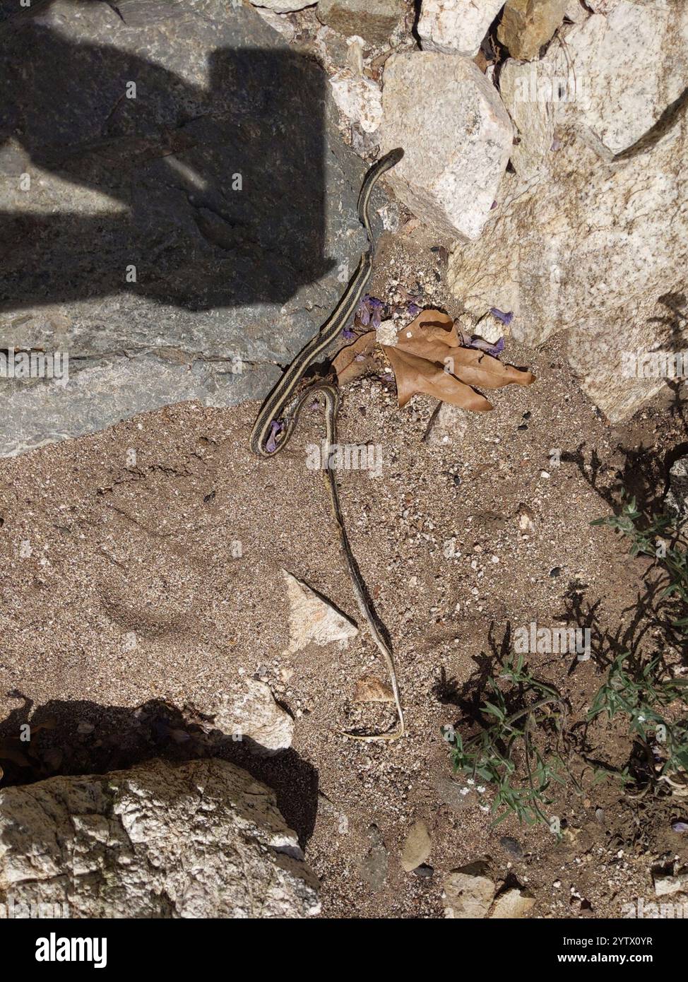 Coast Patchnose Snake (Salvadora hexalepis virgultea Stock Photo - Alamy