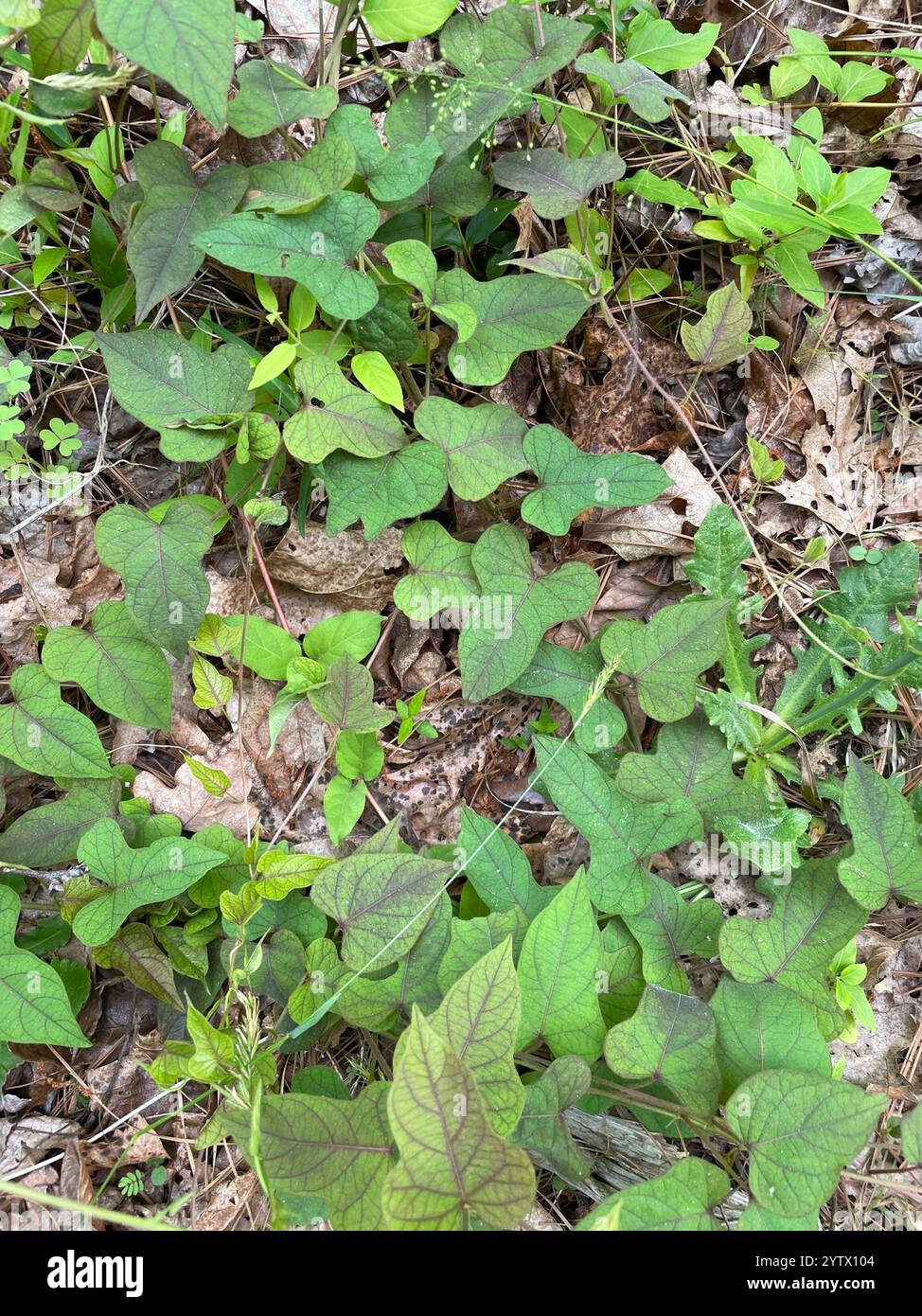 wild potato vine (Ipomoea pandurata Stock Photo - Alamy
