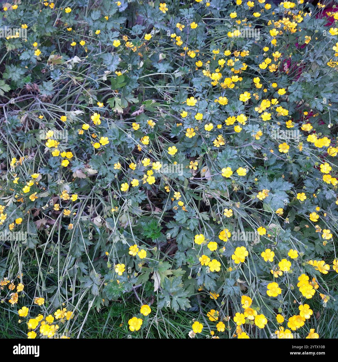 Creeping buttercup (Ranunculus repens Stock Photo - Alamy