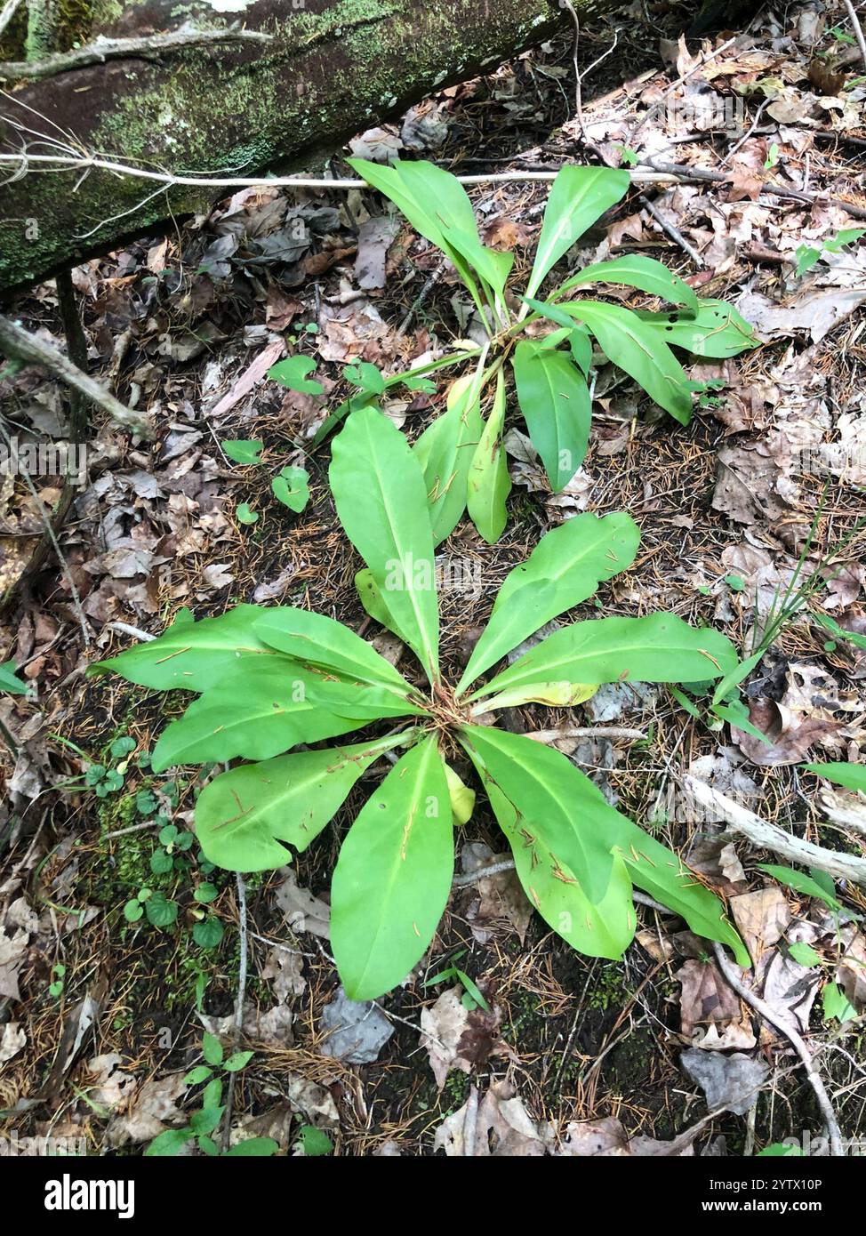 American columbo (Frasera caroliniensis Stock Photo - Alamy