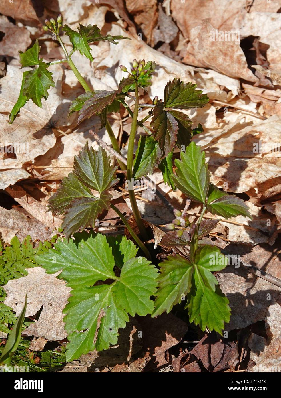 Two-leaved Toothwort (Cardamine diphylla Stock Photo - Alamy