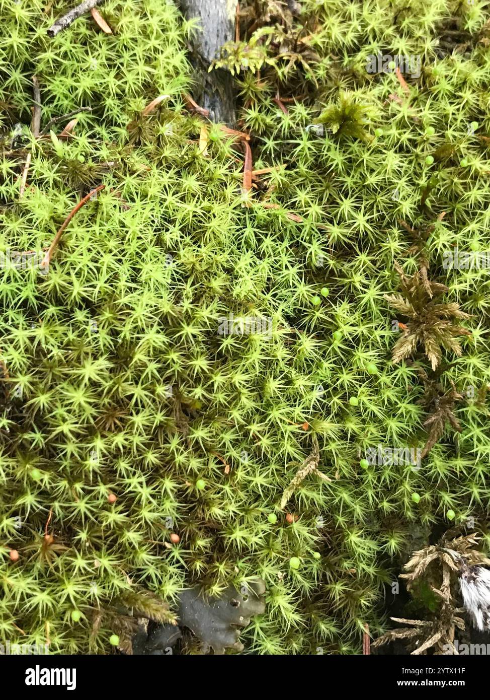 Common Apple-moss (Bartramia pomiformis Stock Photo - Alamy