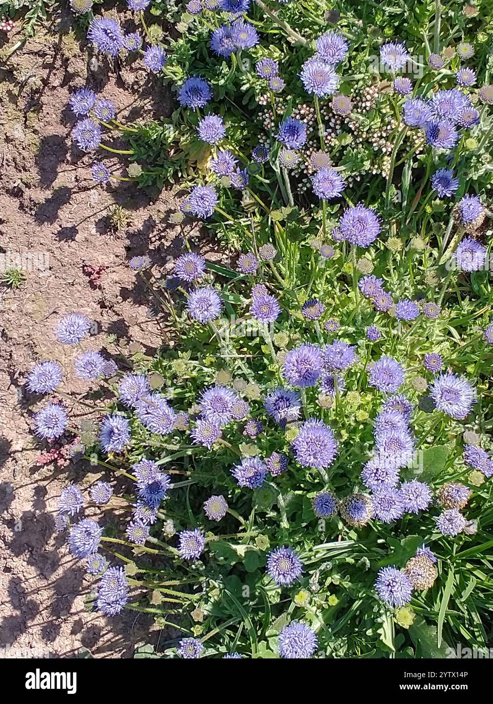 Sheep's-bit (Jasione montana Stock Photo - Alamy