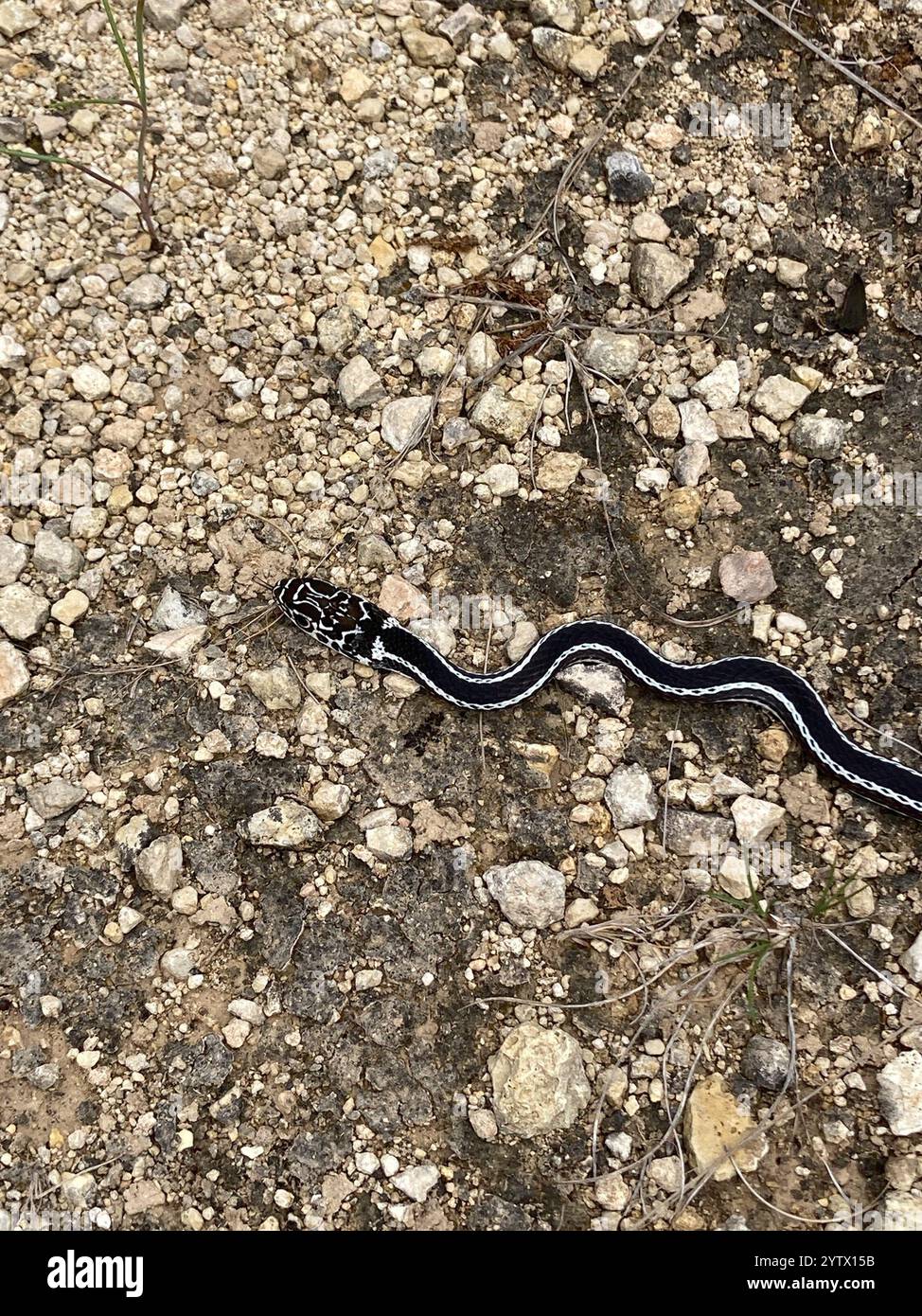 Striped Whipsnake (Masticophis taeniatus Stock Photo - Alamy