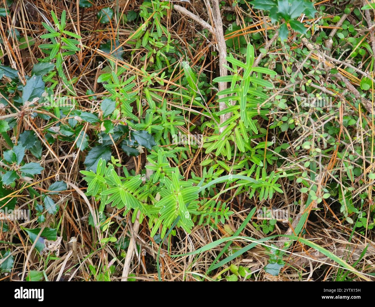 Tree Hebe (Veronica parviflora Stock Photo - Alamy