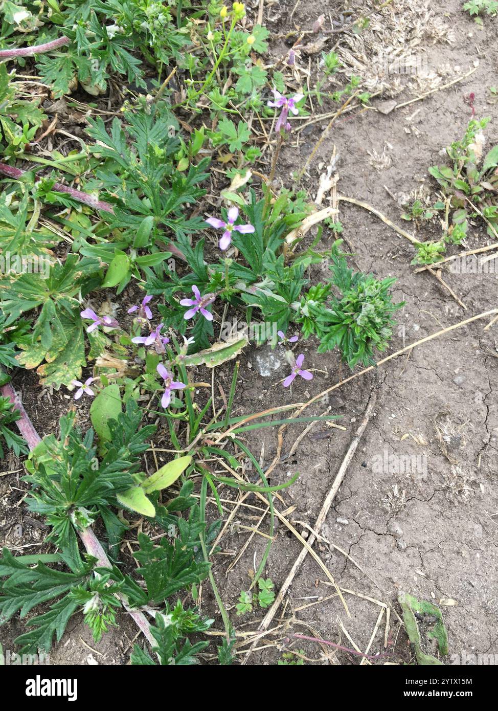 Chorispora tenella hi-res stock photography and images - Alamy