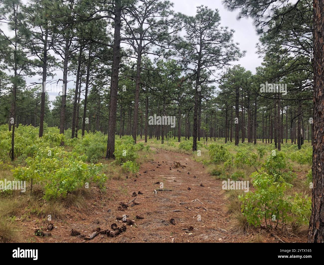 longleaf pine (Pinus palustris Stock Photo - Alamy