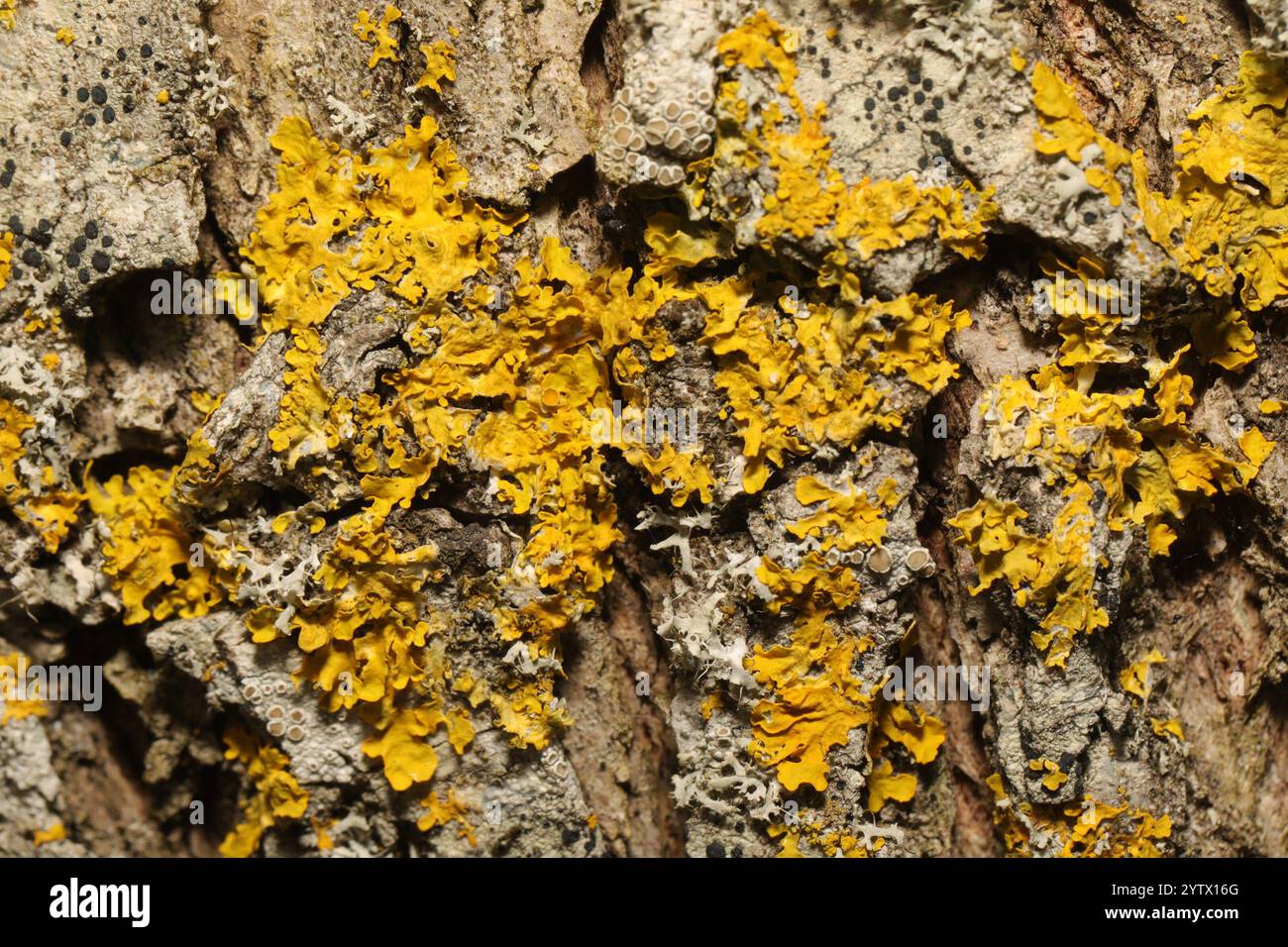 Common Sunburst Lichen (Xanthoria parietina Stock Photo - Alamy