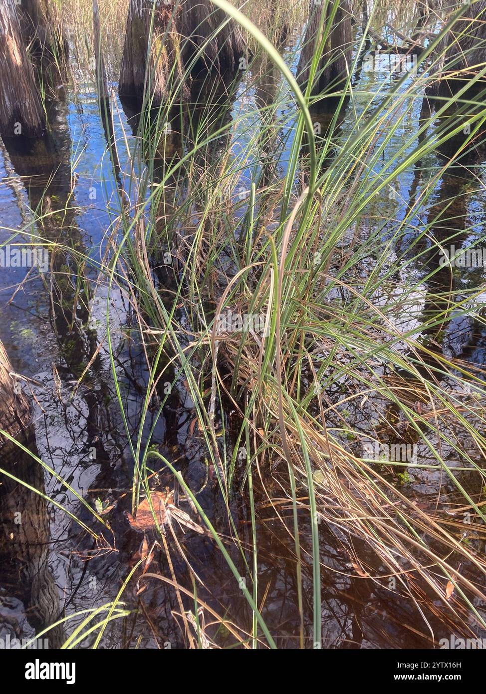 Jamaica swamp sawgrass (Cladium mariscus jamaicense Stock Photo - Alamy
