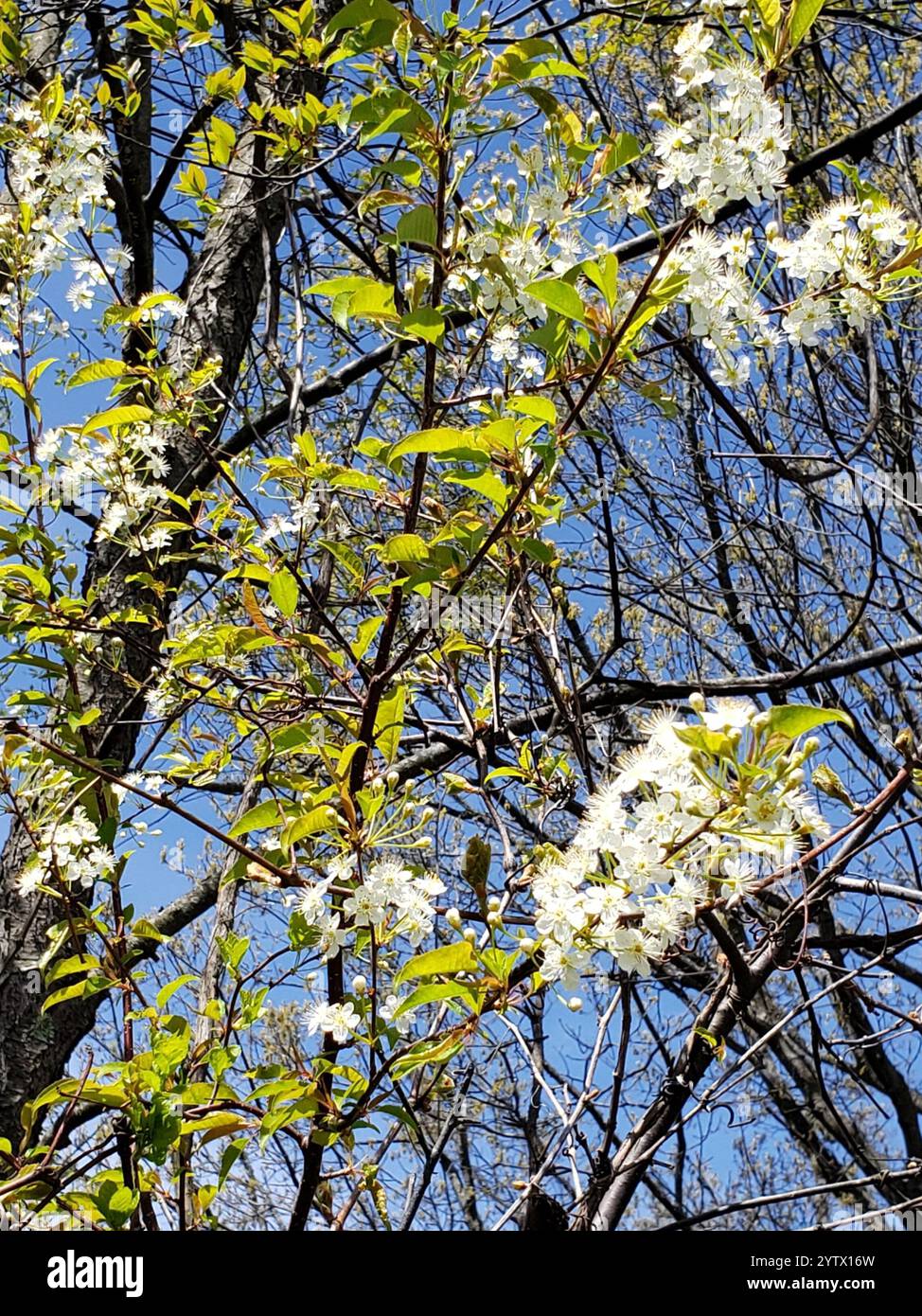 fire cherry (Prunus pensylvanica Stock Photo - Alamy