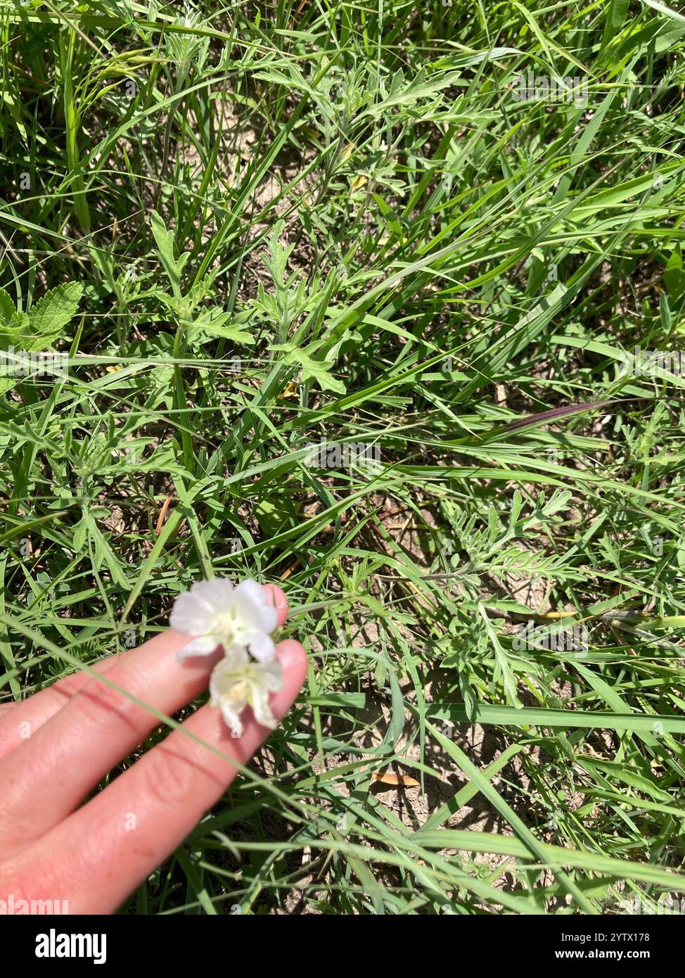 light poppymallow (Callirhoe alcaeoides Stock Photo - Alamy