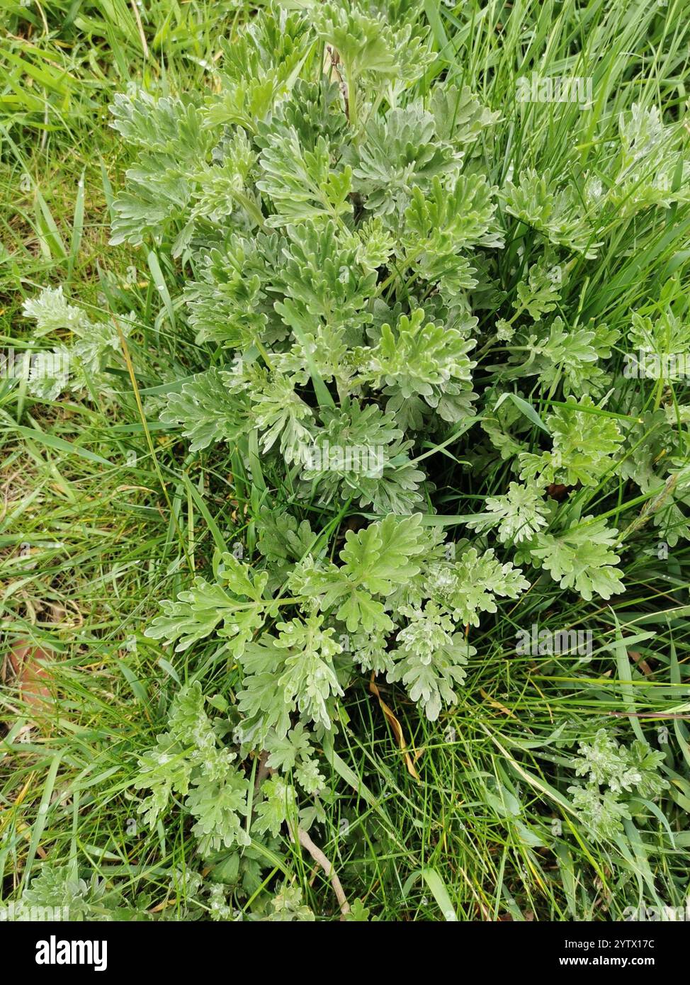 absinthe wormwood (Artemisia absinthium Stock Photo - Alamy