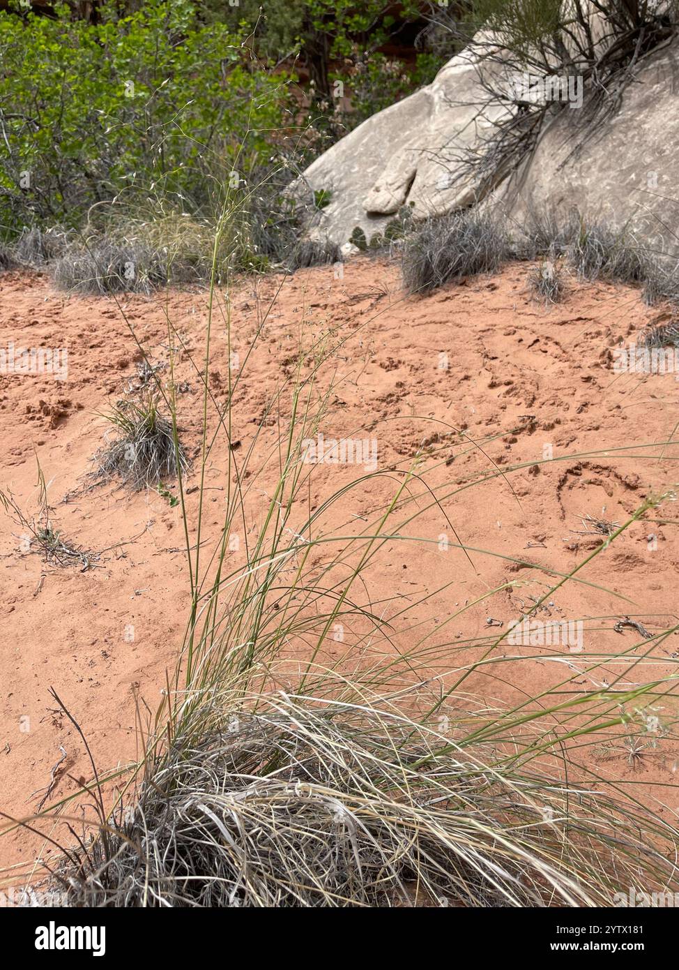 Sand Ricegrass (Eriocoma hymenoides Stock Photo - Alamy