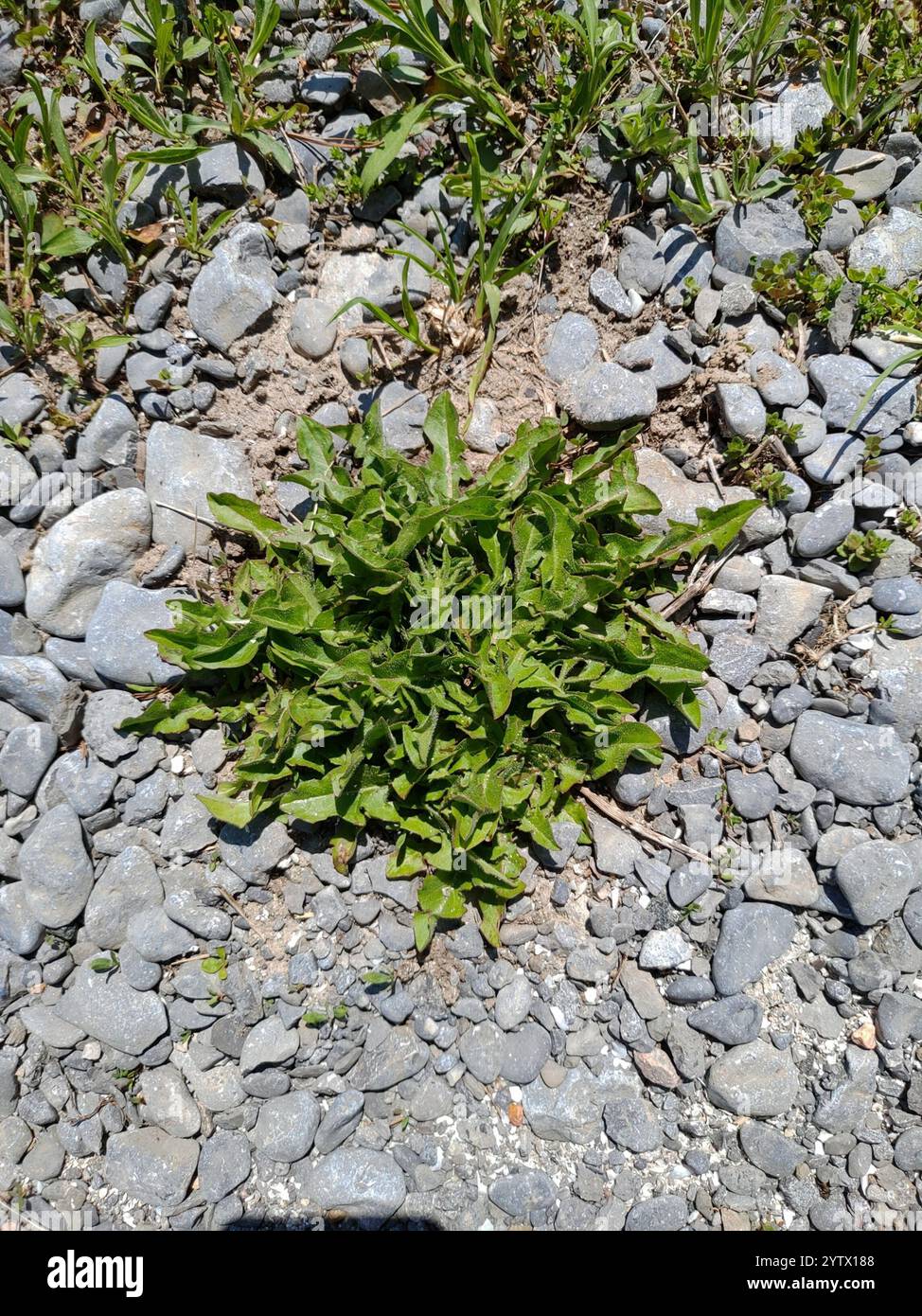 common dandelion (Taraxacum officinale Stock Photo - Alamy