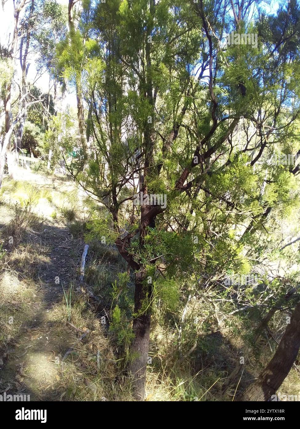 Cherry Ballart (Exocarpos cupressiformis Stock Photo - Alamy