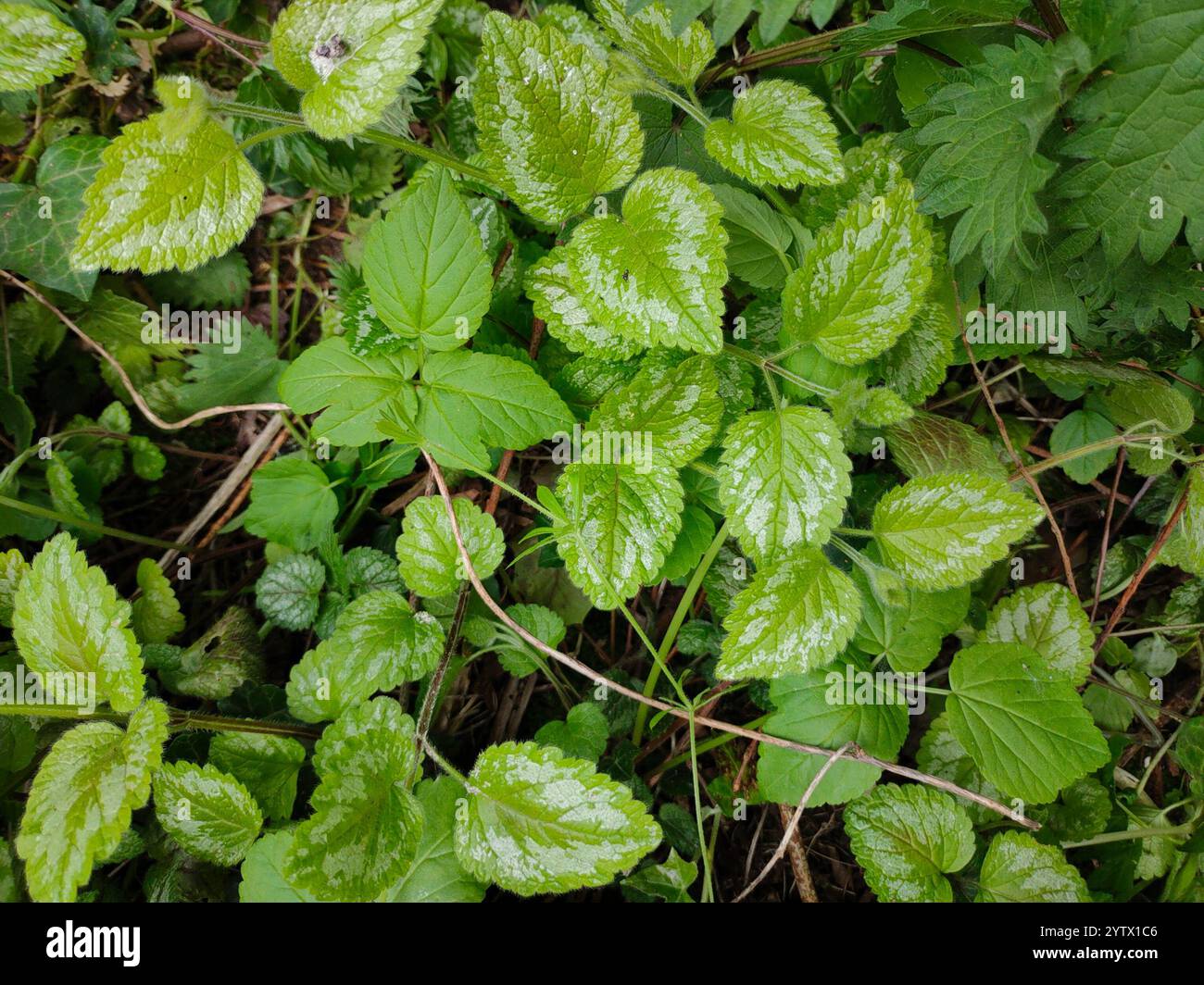 yellow archangel (Lamium galeobdolon Stock Photo - Alamy
