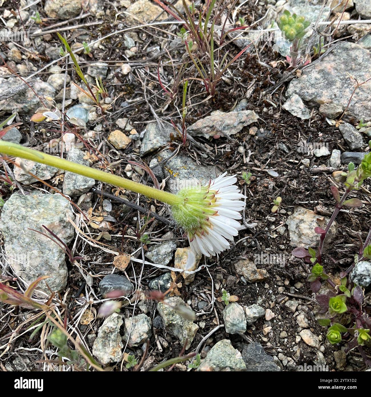 cut-leaf fleabane (Erigeron compositus Stock Photo - Alamy
