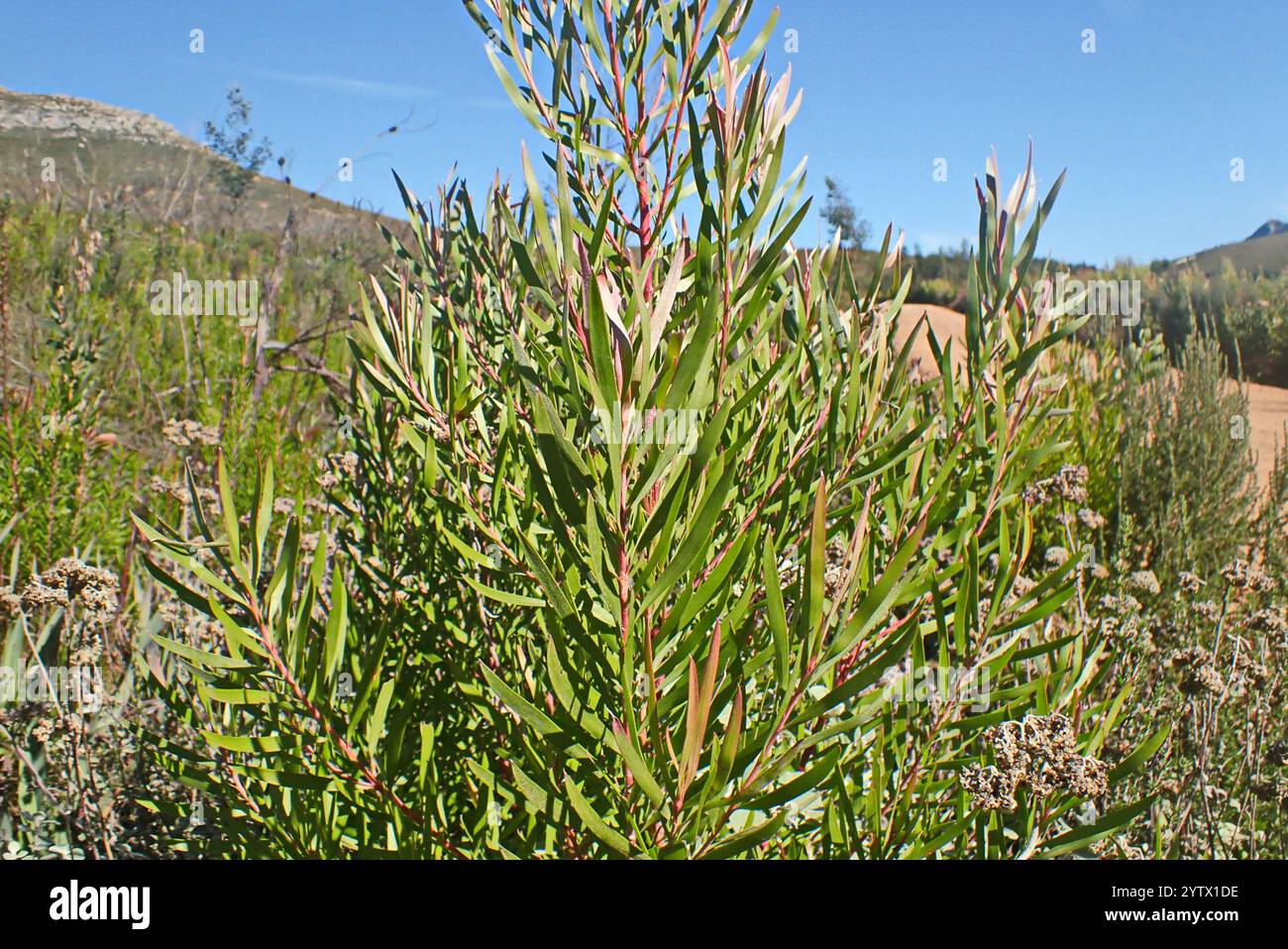 Gumleaf Conebush (Leucadendron eucalyptifolium Stock Photo - Alamy