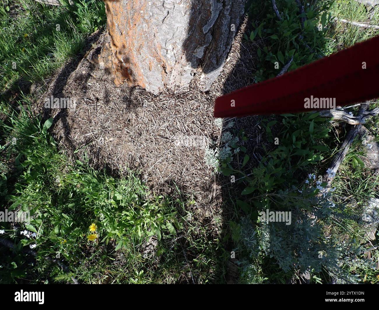 integra-group Field and Mound Ants (Formica integra Stock Photo - Alamy
