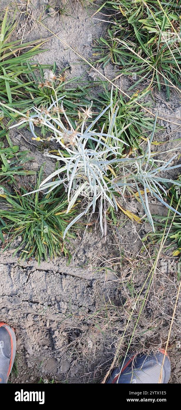 cotton burnweed (Senecio quadridentatus Stock Photo - Alamy