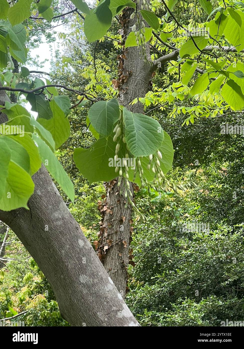 Carolina Silverbell (Halesia carolina Stock Photo - Alamy