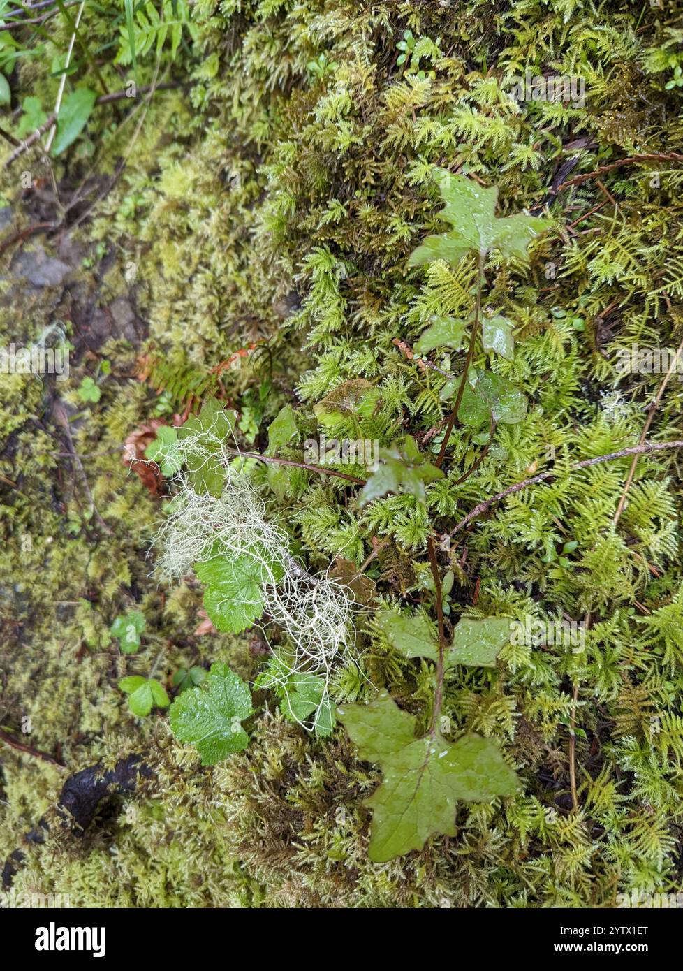 Wall Lettuce (Mycelis muralis Stock Photo - Alamy
