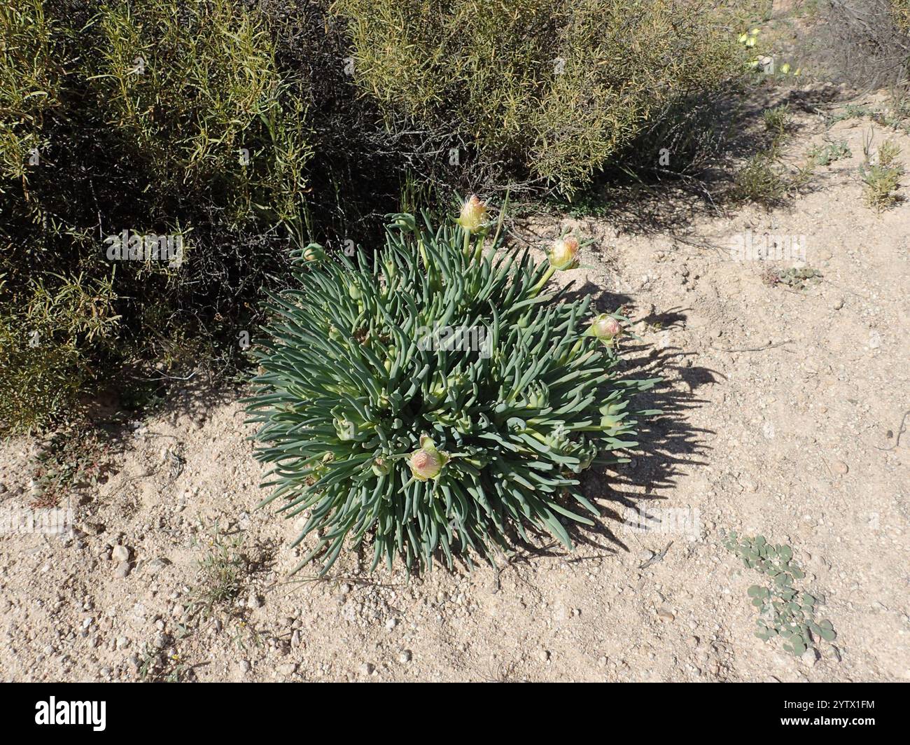 Conicosia pugioniformis hi-res stock photography and images - Alamy