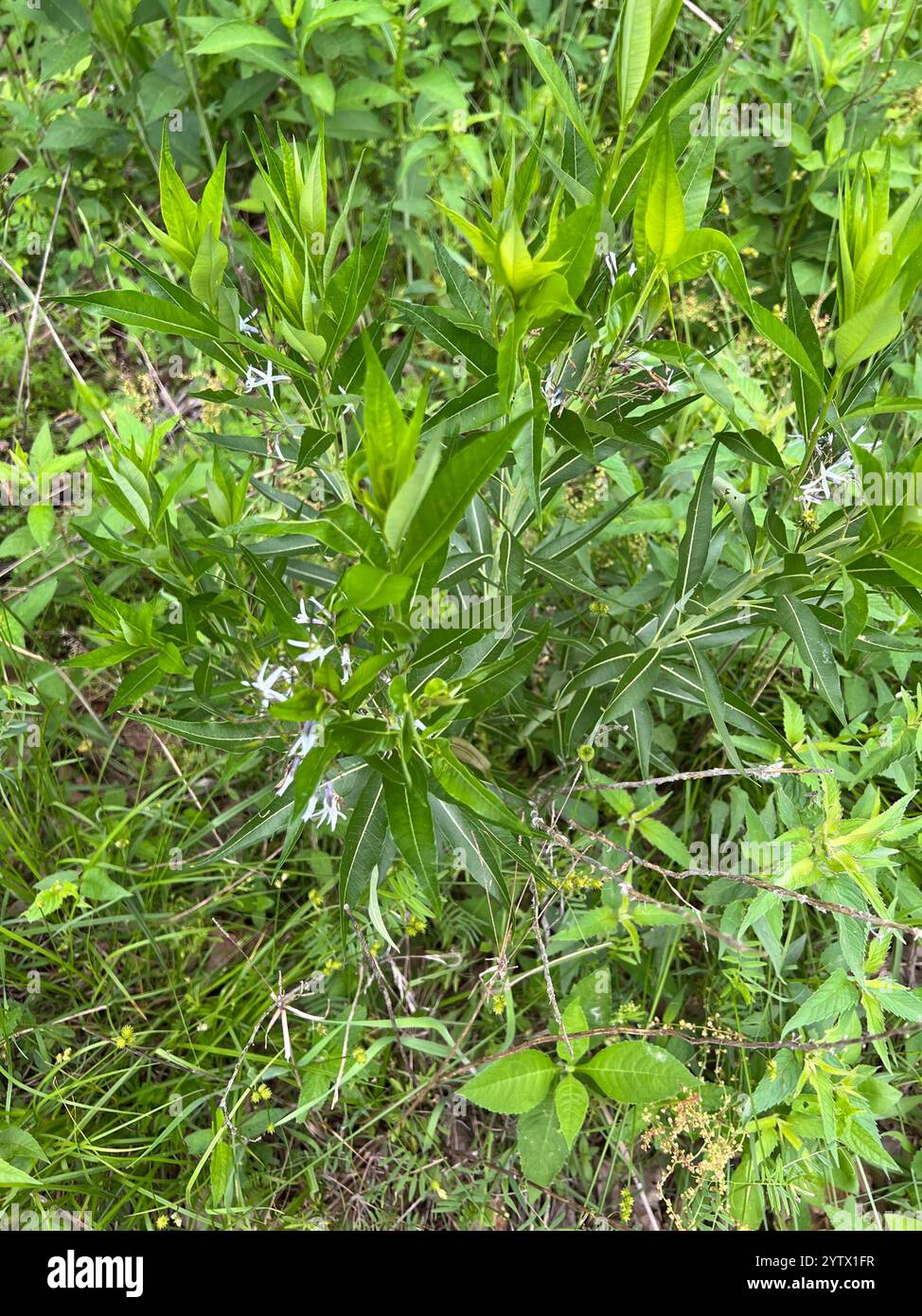 Ozark Bluestar (Amsonia illustris Stock Photo - Alamy