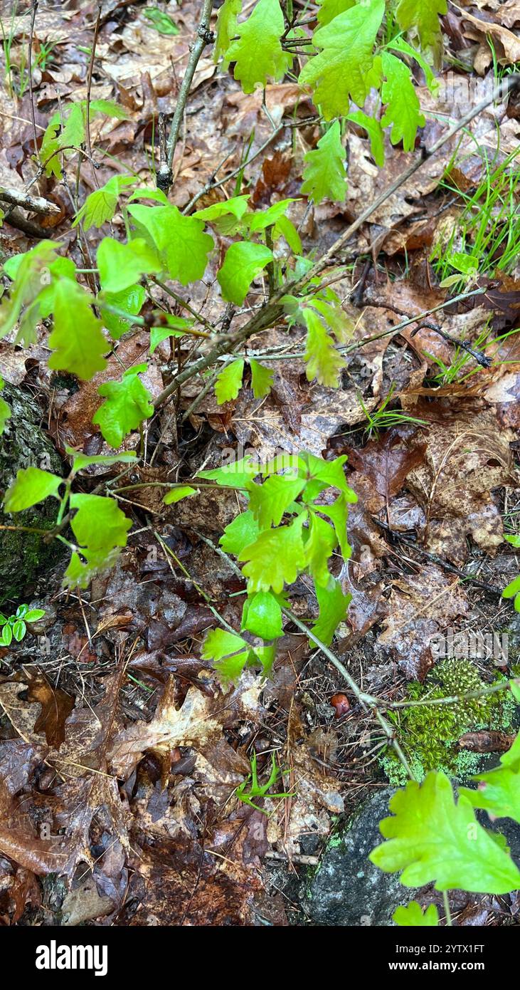 white oak (Quercus alba Stock Photo - Alamy
