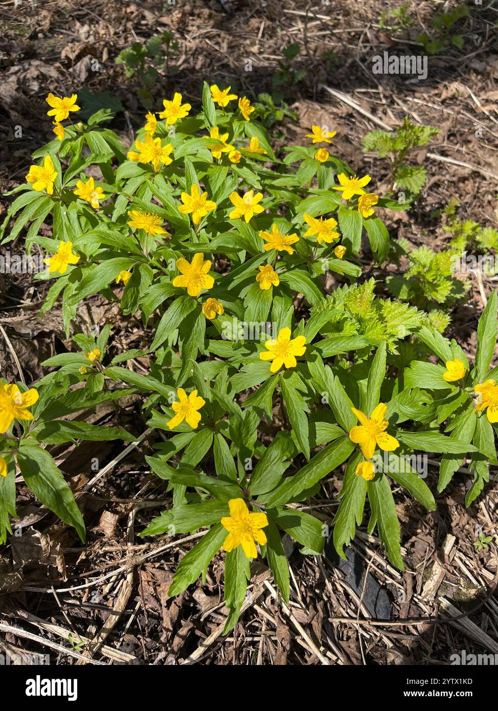 Yellow Anemone (Anemonoides ranunculoides Stock Photo - Alamy
