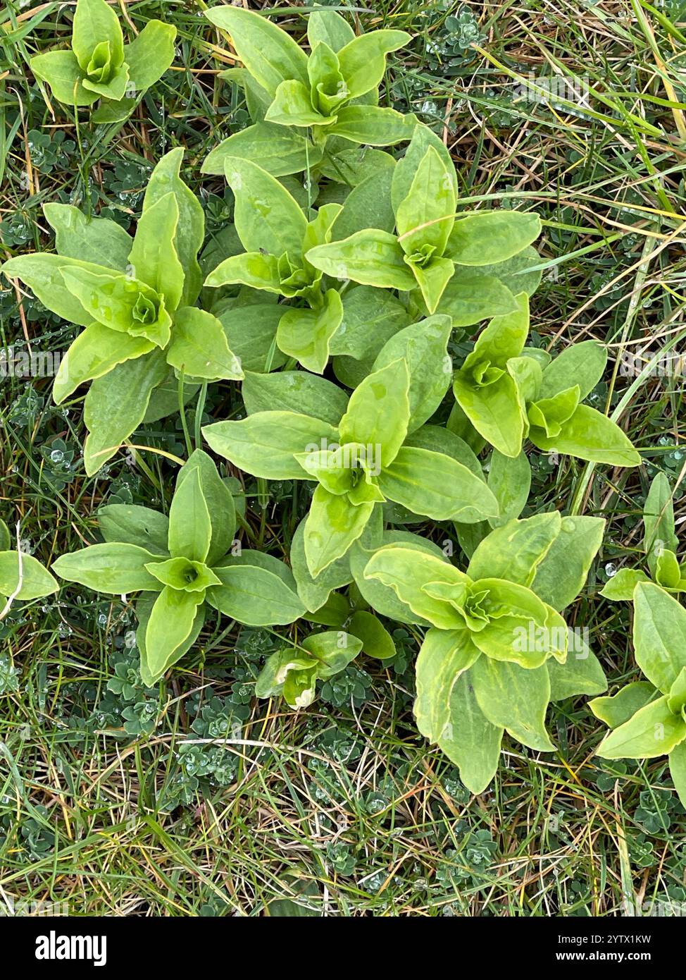 common soapwort (Saponaria officinalis Stock Photo - Alamy