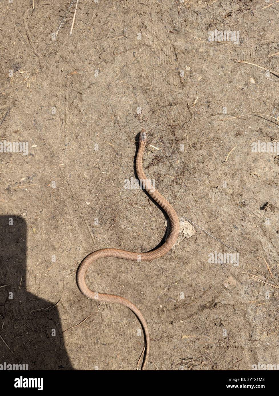Northern Redbelly Snake (Storeria occipitomaculata occipitomaculata ...