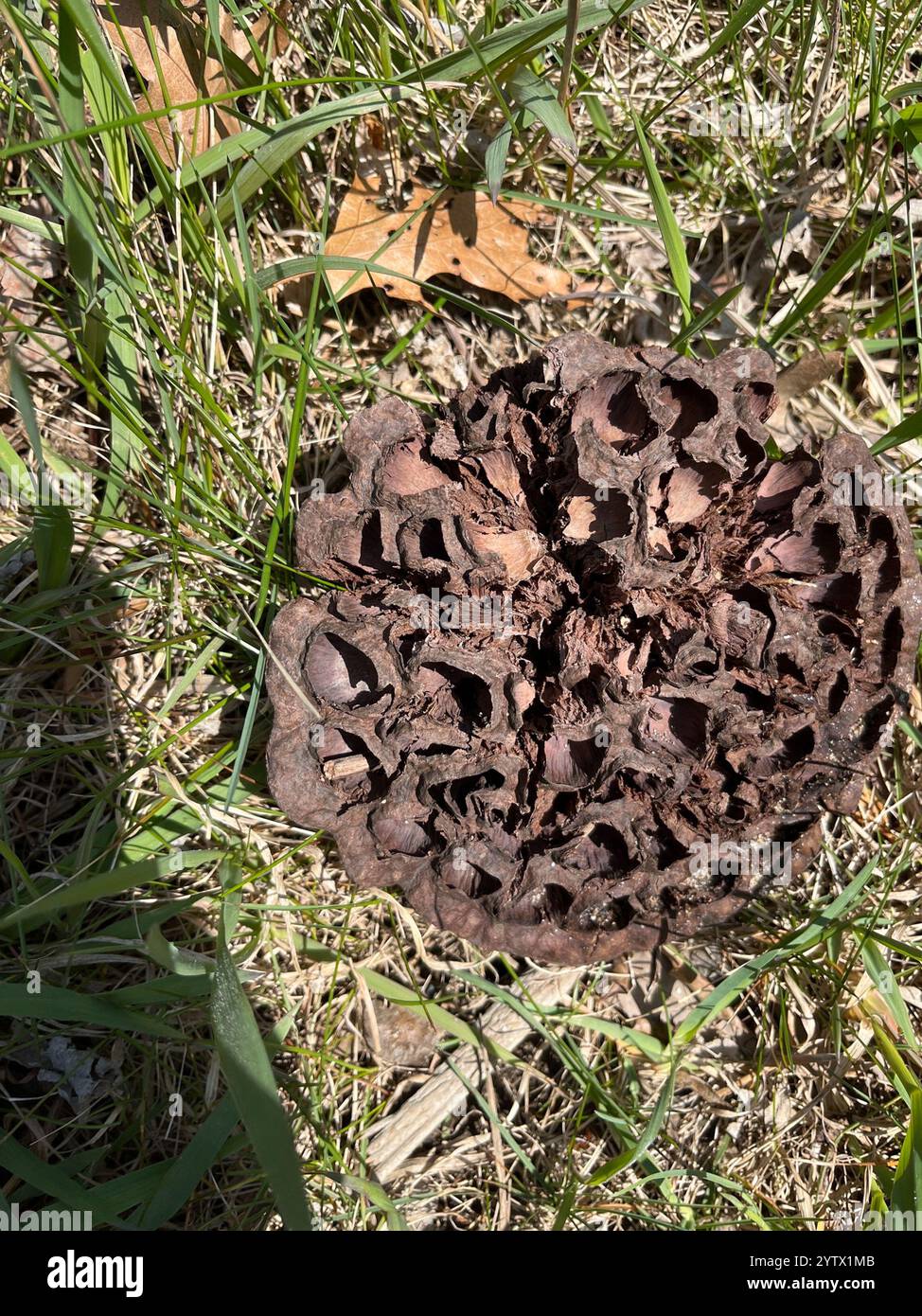 American lotus (Nelumbo lutea Stock Photo - Alamy