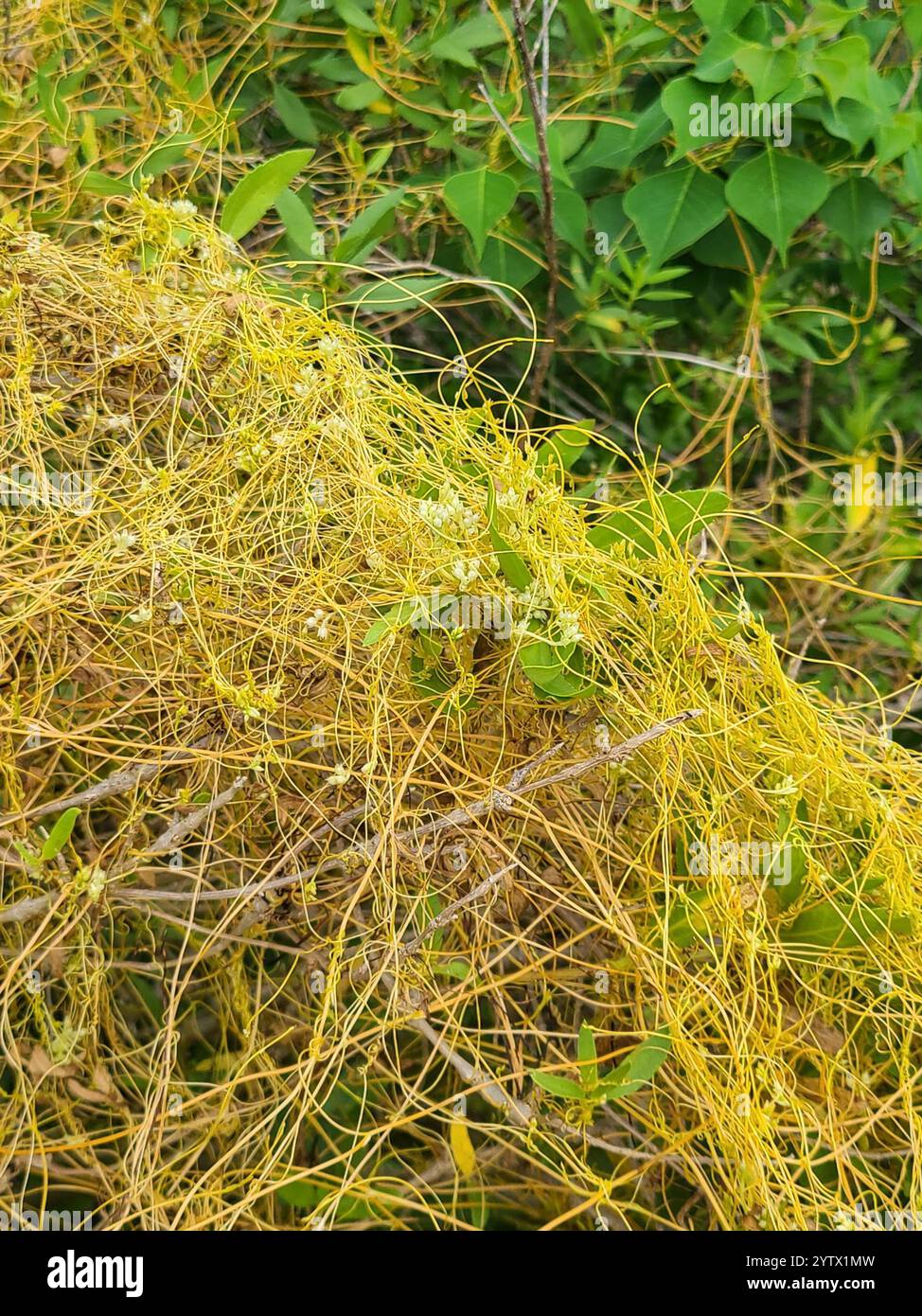 Five Angled Dodder (Cuscuta pentagona Stock Photo - Alamy