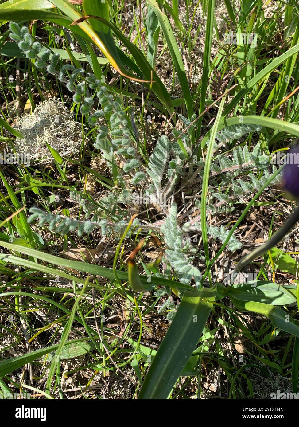 field locoweed (Oxytropis campestris Stock Photo - Alamy