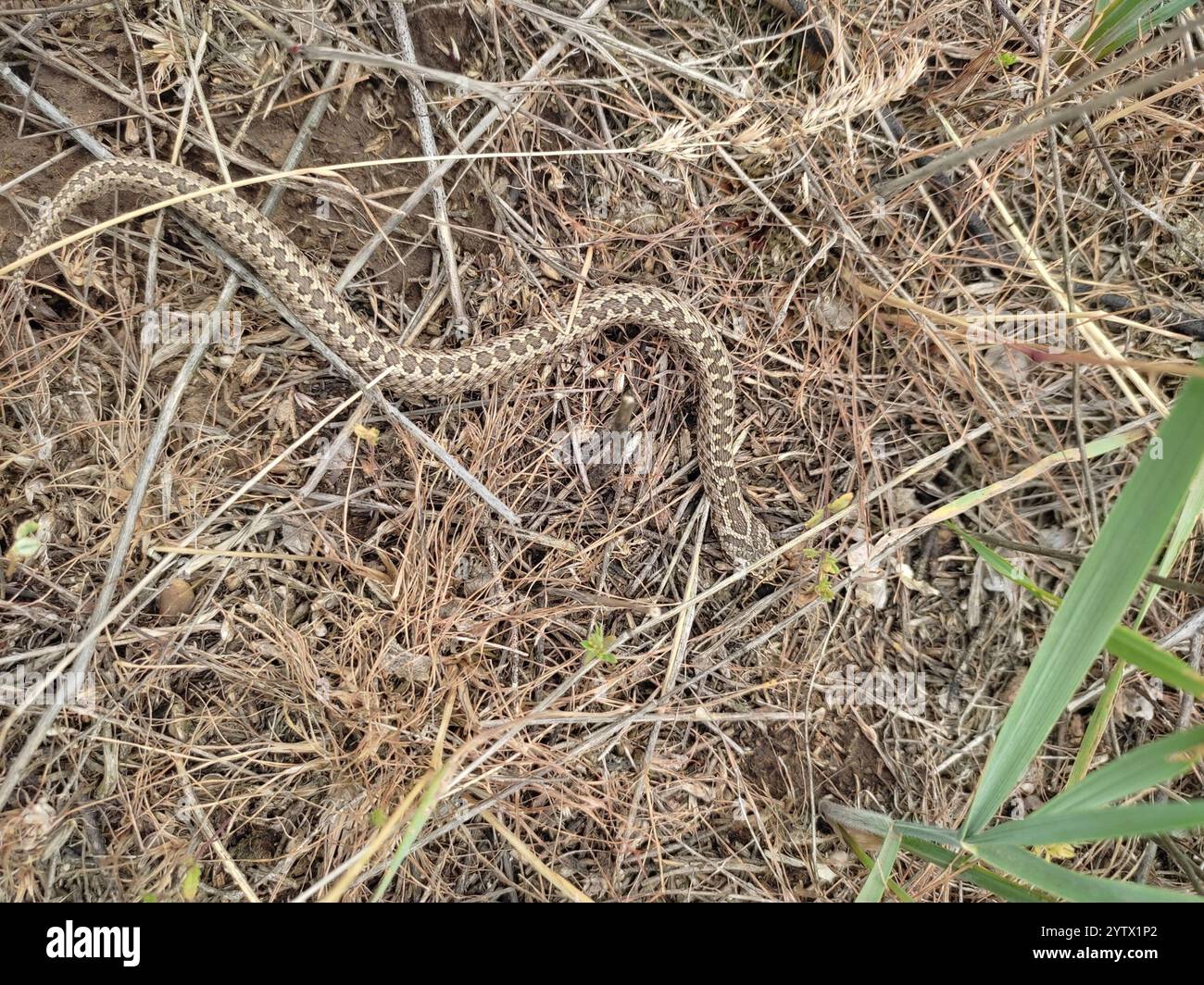 Steppe Viper (Vipera renardi Stock Photo - Alamy