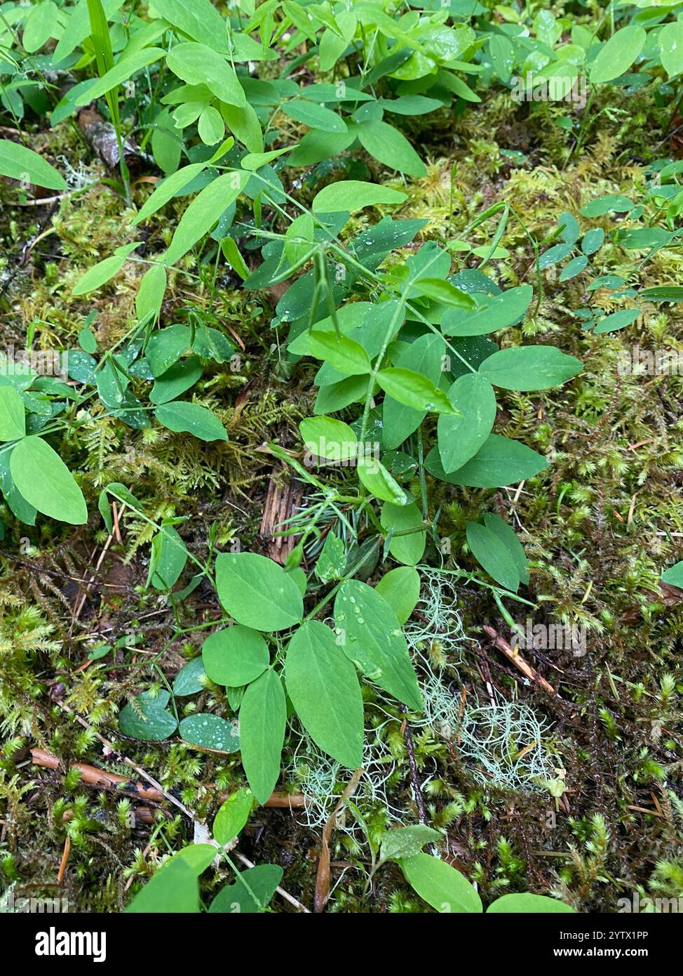 Sierra Nevada Peavine (Lathyrus nevadensis Stock Photo - Alamy