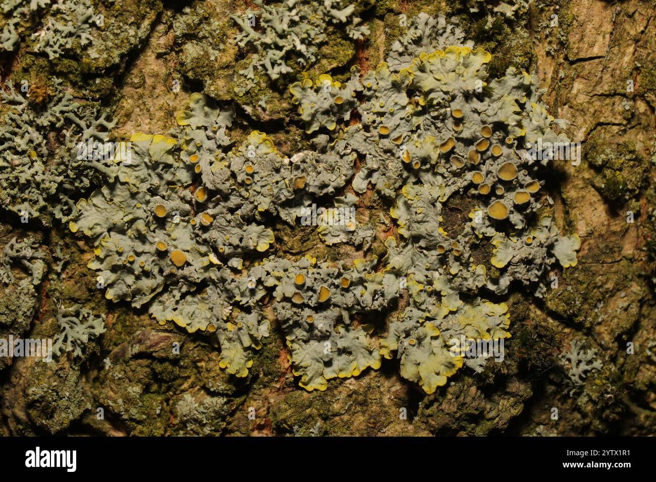 Common Sunburst Lichen (Xanthoria parietina Stock Photo - Alamy