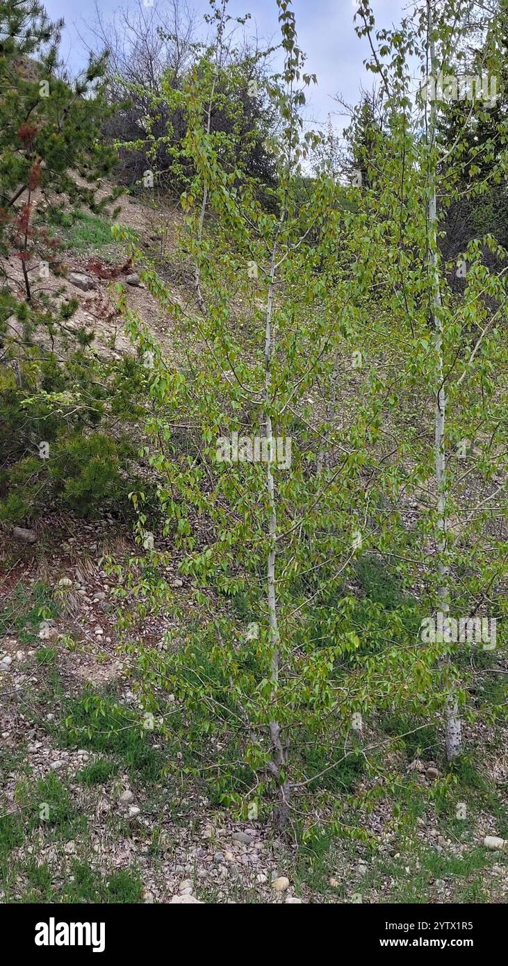 black cottonwood (Populus trichocarpa Stock Photo - Alamy