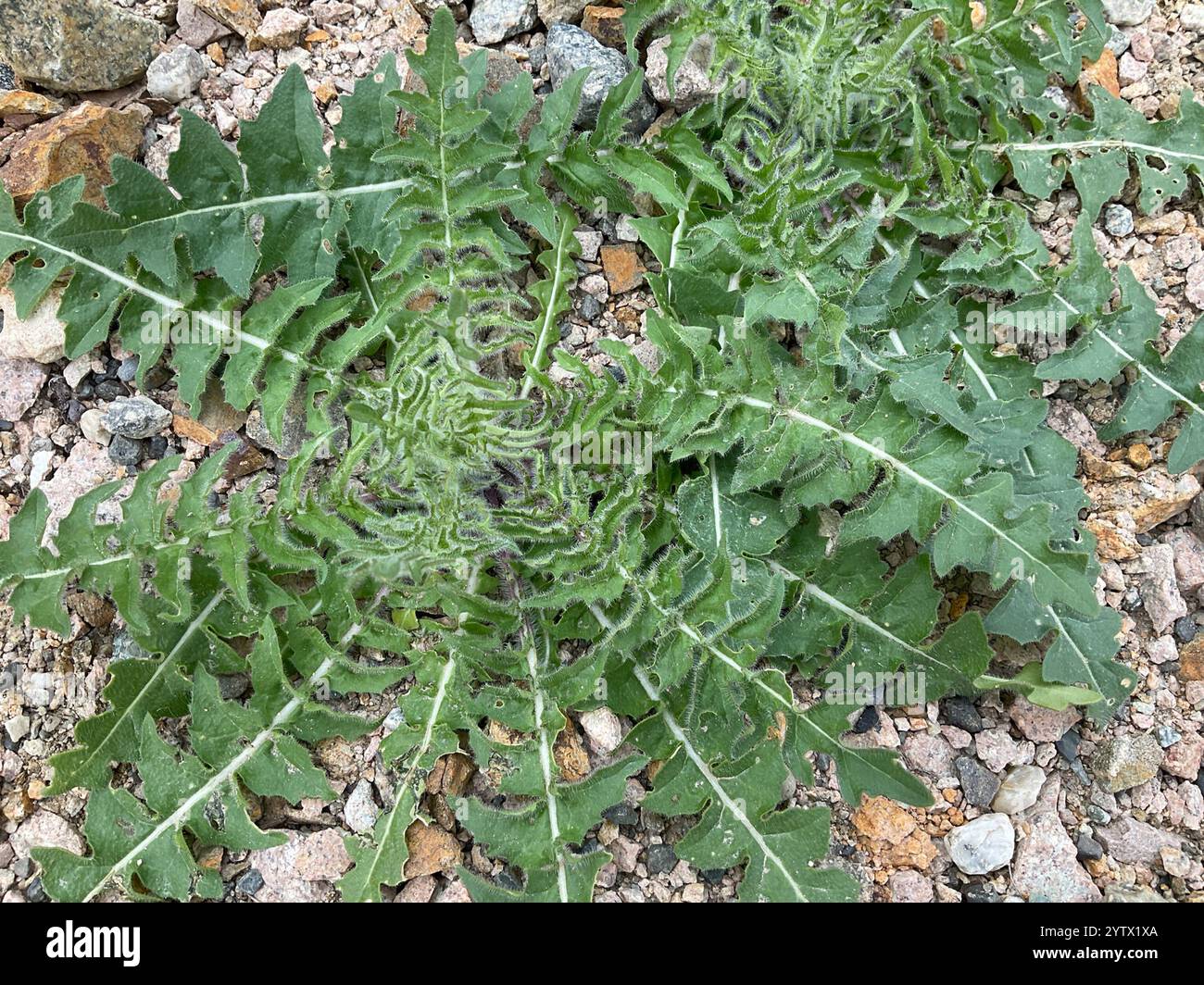 Tall Tumblemustard (Sisymbrium altissimum Stock Photo - Alamy